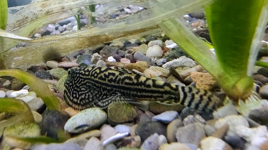 Reticulated Hillstream Loach Loaches & Botias by Shelbie's Fins & Flora