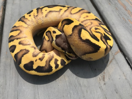 Firefly Yb Sugar Ball Python by Pets Done Right