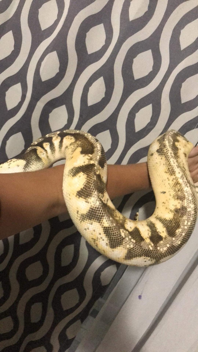 Super Pastel Sugar Ball Python by Pets Done Right - MorphMarket