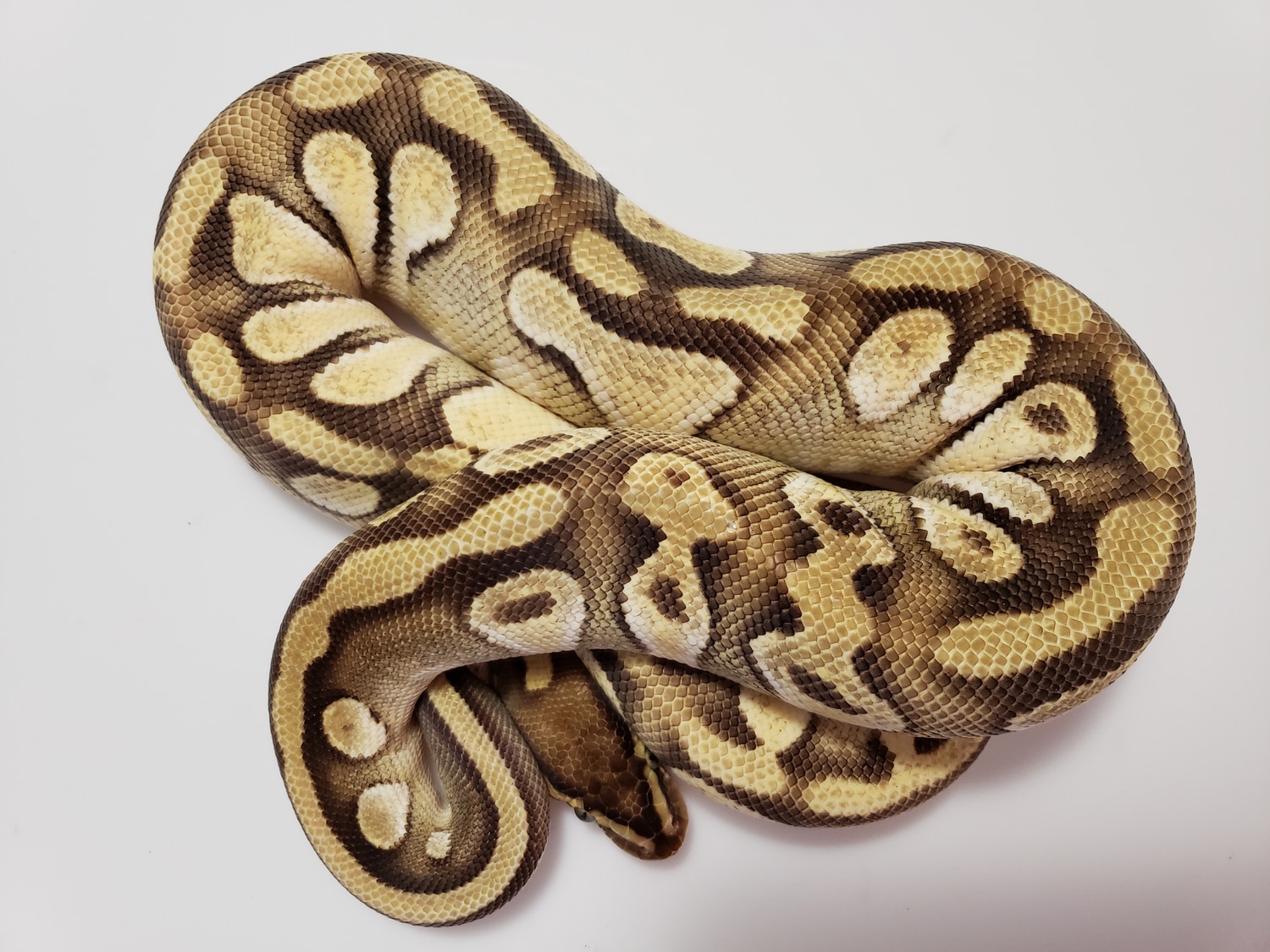 *On Sale* Enchi Pastel Mojave 100% Het Pied Ball Python by Father ...