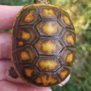 Shell Shocked - MorphMarket