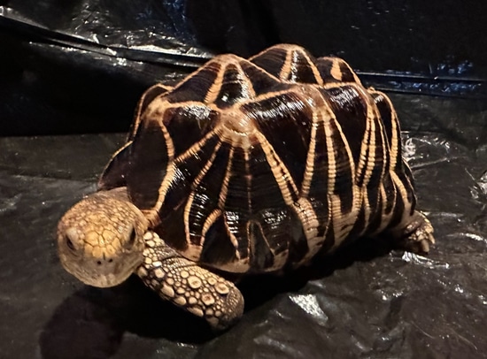 Burmese Star Tortoises (Pair) More Tortoise by Shell Shocked
