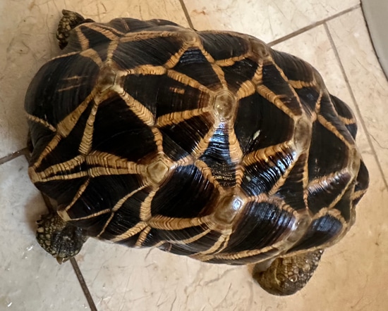 Burmese Star Tortoise More Tortoise by Shell Shocked
