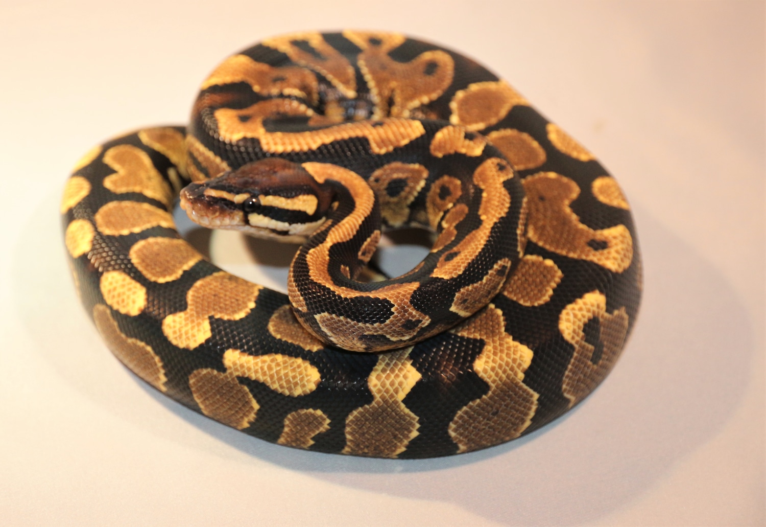 Yellow Belly Female '19 Ball Python by Hiss and Hers Herp Hobbies ...