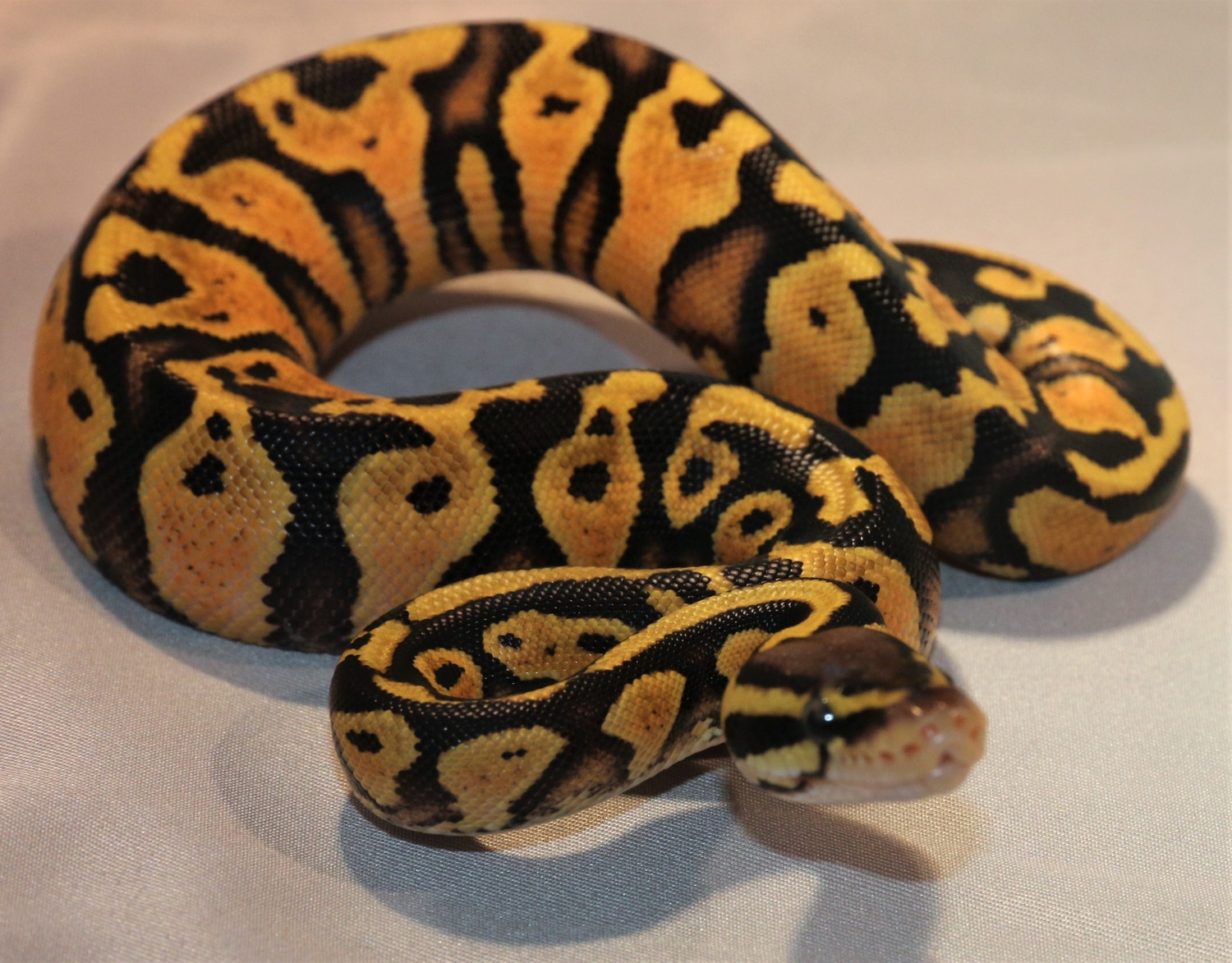 Mystic Specter Female '20 Ball Python by Hiss and Hers Herp Hobbies ...