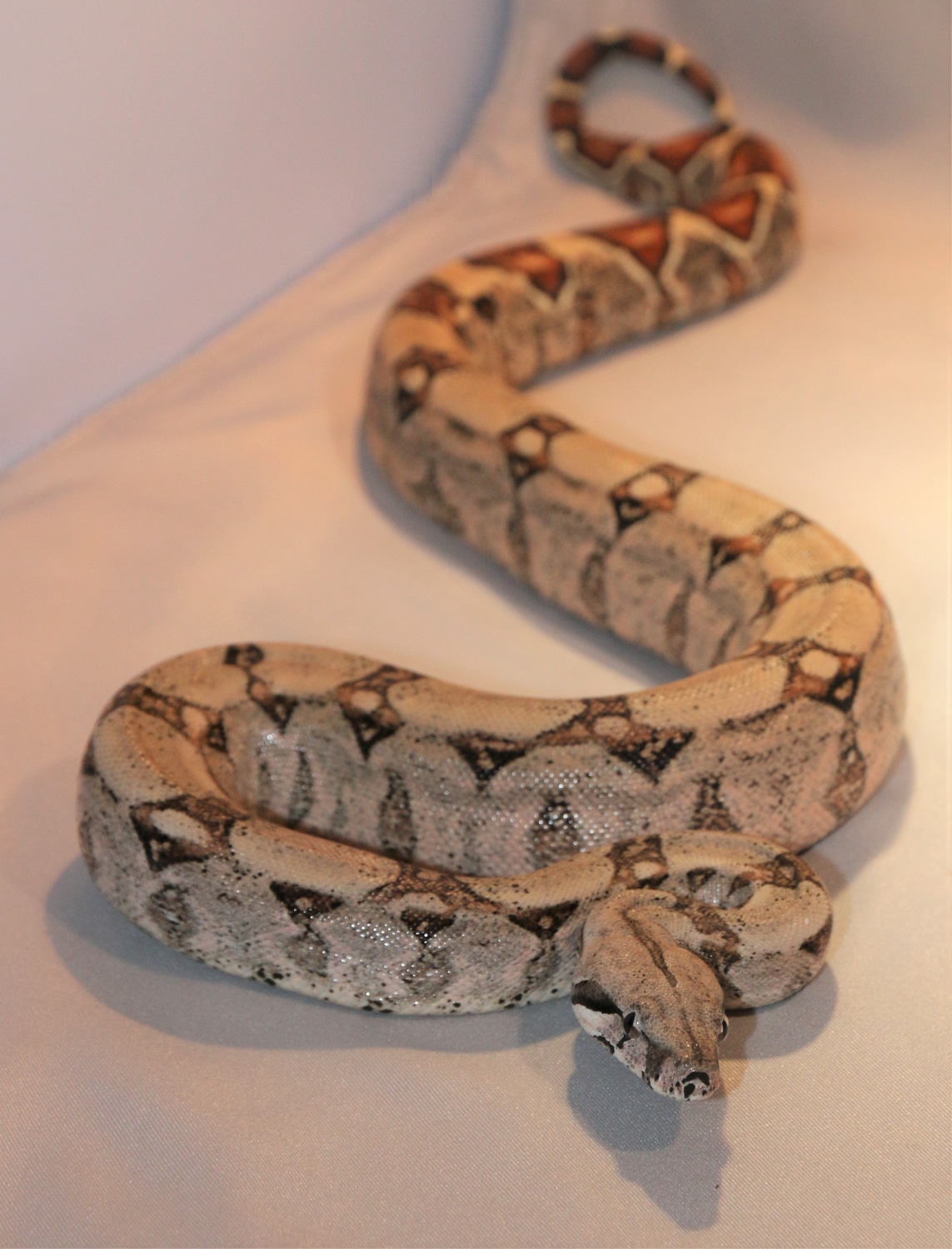 Common Boa Female '20 Boa Constrictor by Hiss and Hers Herp Hobbies ...