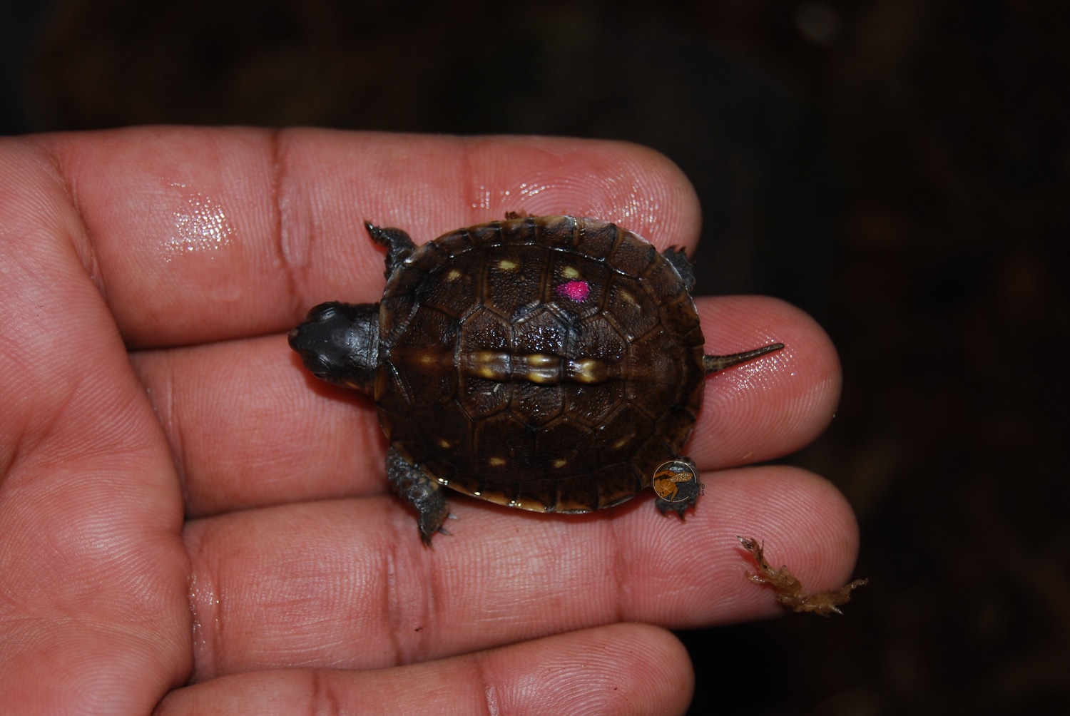CB 2022 Eastern Box Turtle Hatchlings Box Turtles & Terrapin by Shelled ...