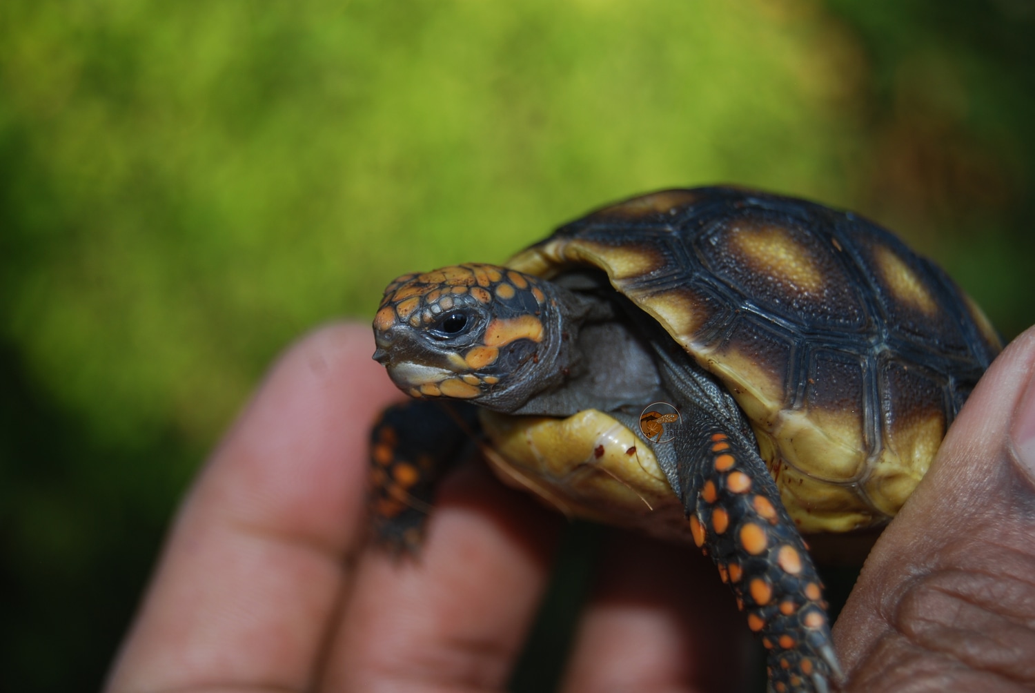 CB 2022 Redfoot Tortoise Hatchling (Exact Animal Pictured) Red-footed ...