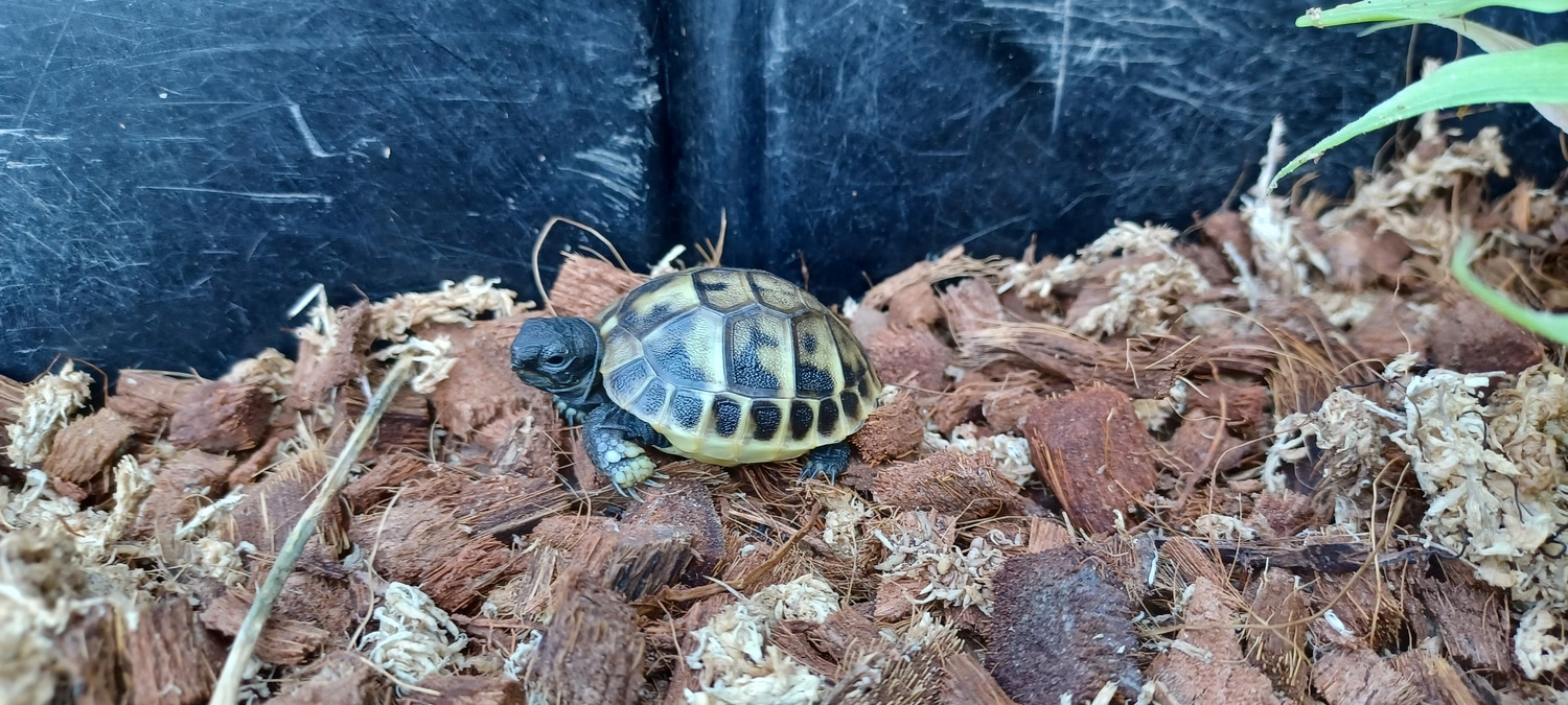CB 2022 Eastern Hatchling (Exact Animal Pictured) Hermann's Tortoise by ...