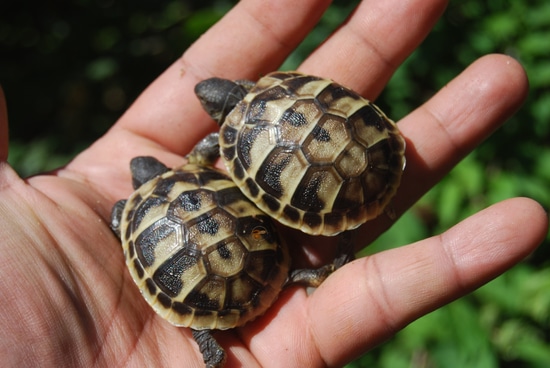 CB 23 Eastern Hermann's Tortoise Hatchlings, And Free Samples by ...
