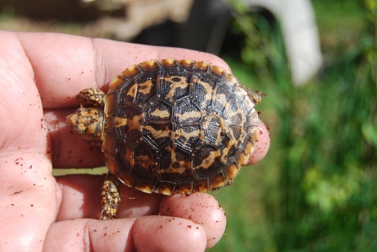 CB24 Pancake Tortoise Hatchling by Shelled Friends