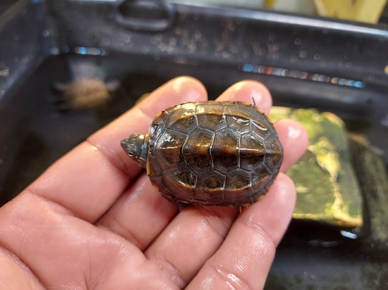 Well Started Reeves Turtle Hatchling, Most Likely Female Pond Turtle by ...