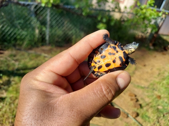 Well Started Kwangtung River Turtle Hatchling Pond Turtle by Shelled ...