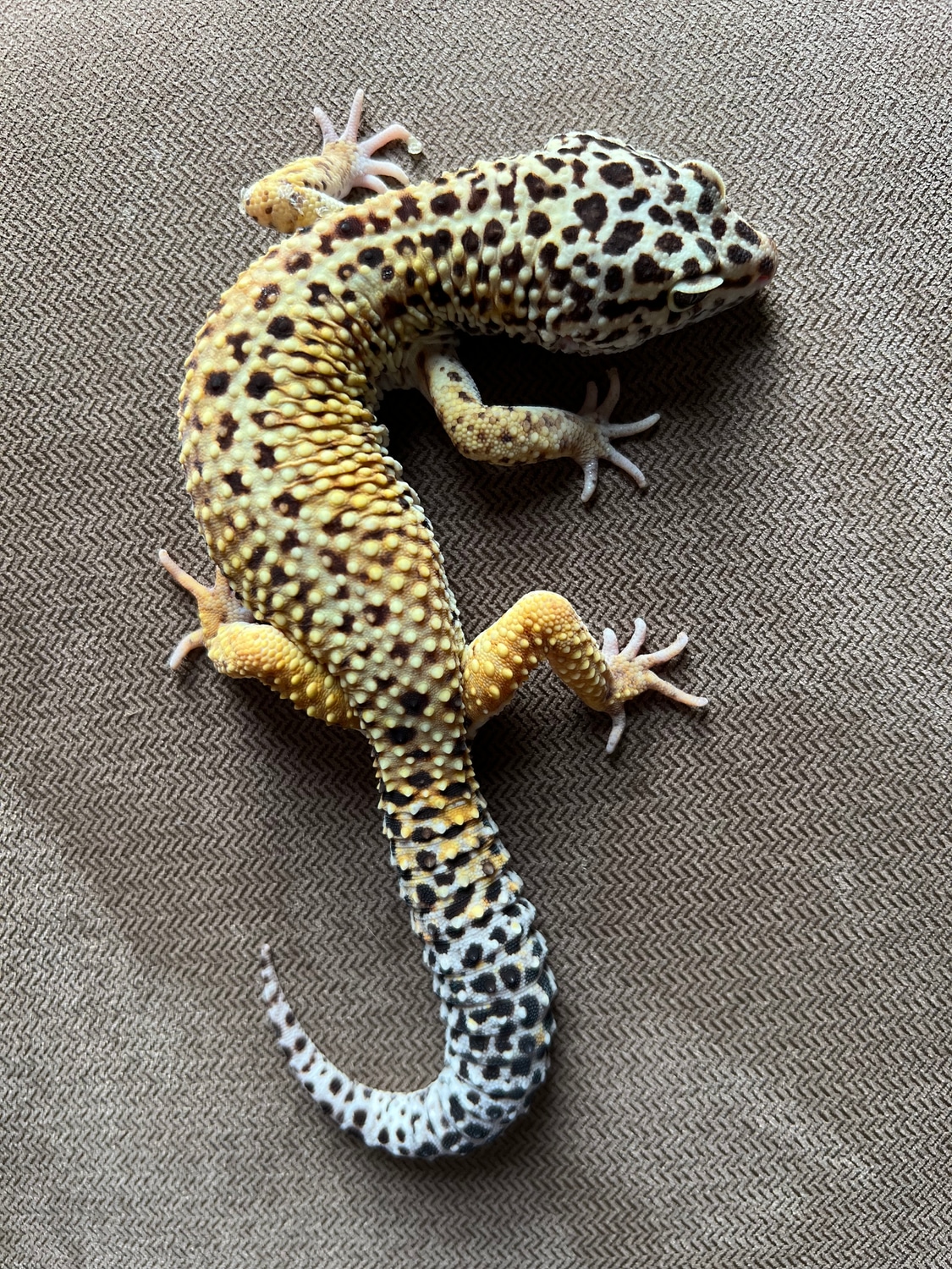 Pet Only Leopard Gecko by FryFamilyFarm - MorphMarket