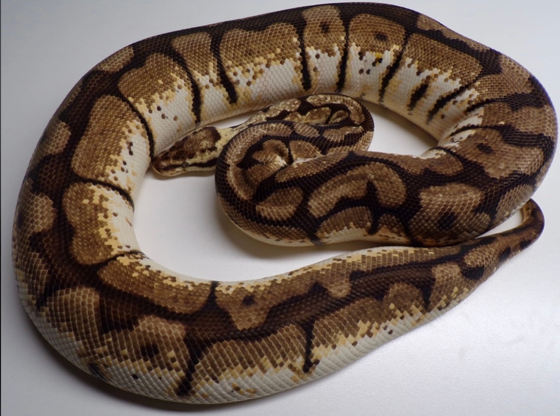 RTB * Bumble Bee 2018 Ball Python by FryFamilyFarm - MorphMarket