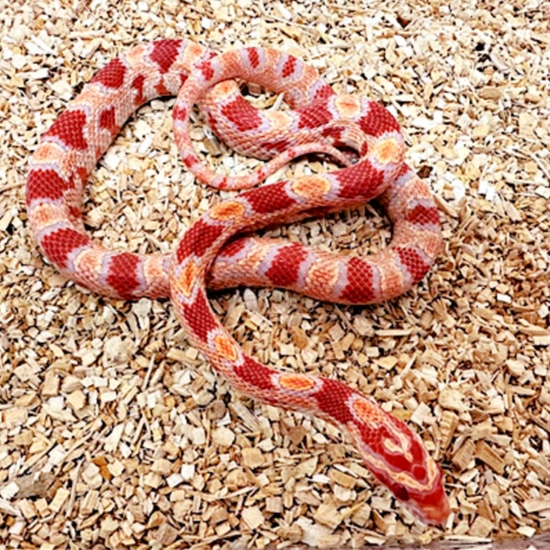 2023 Fluorescent Line Reverse Okeetee Corn Snake by Bullseye Colubrids