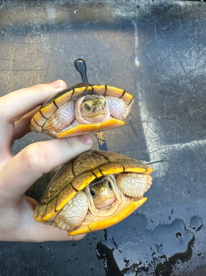 Caramel Slider Pair Slider Turtle by Shellwork