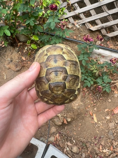 Ibera Greek Greek Tortoise by Shellwork
