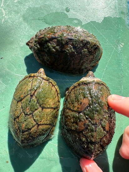 Loggerhead Musk Pairs Mud & Musk Turtles by Shellwork