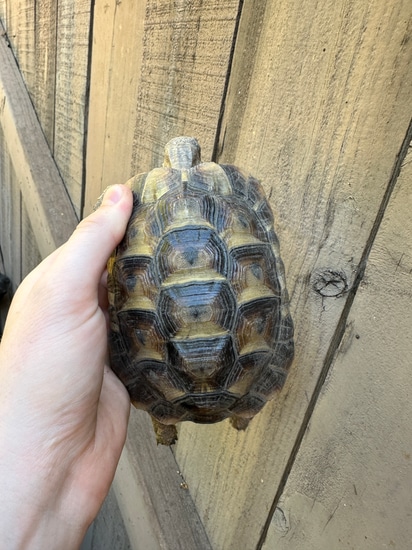 Moroccan Greek Tortoise by Shellwork