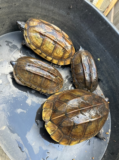 Mexican Giant Musk Turtle Group Mud & Musk Turtles by Shellwork