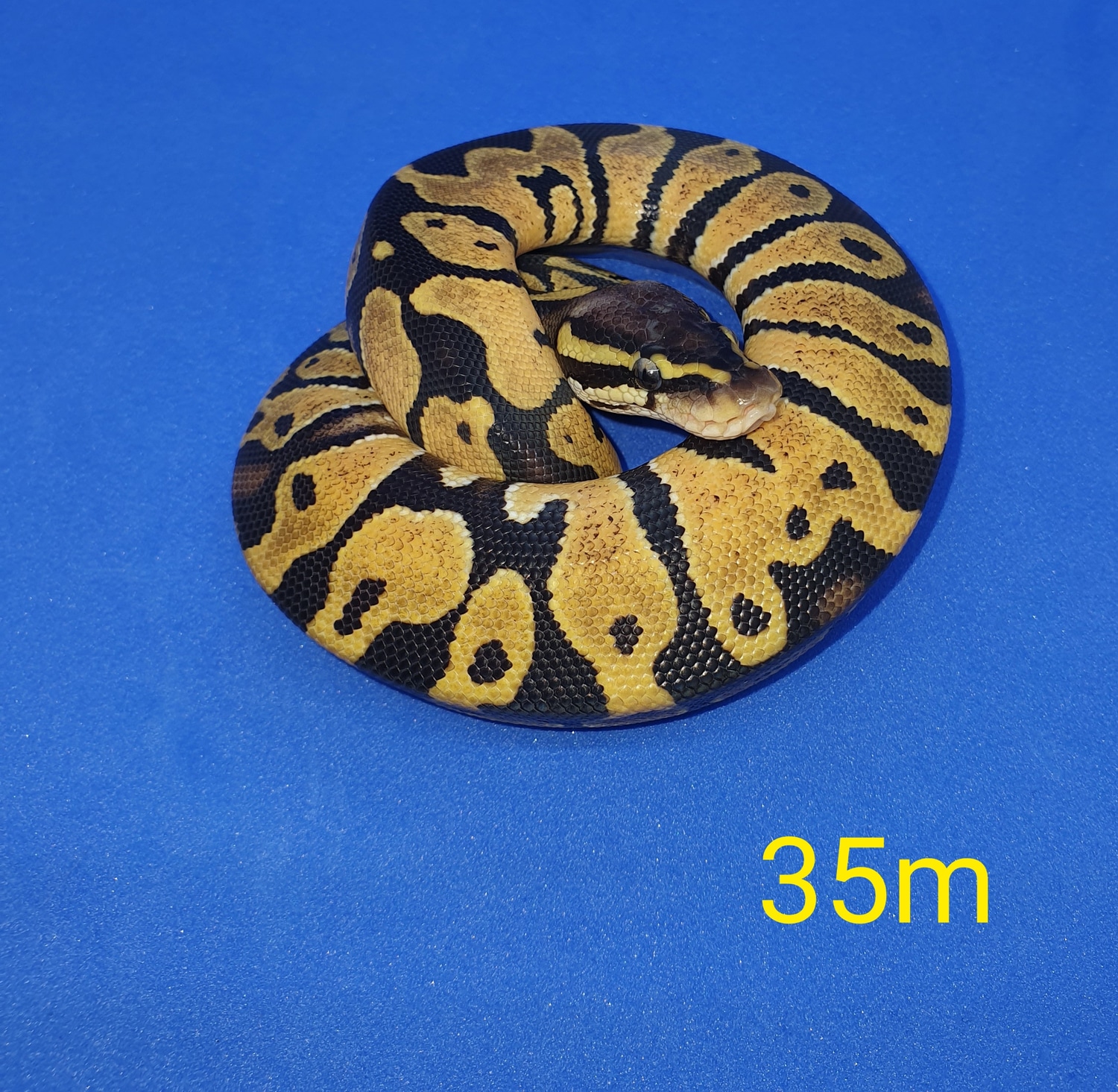 Pastel Enchi 66% Het Ghost 50% Het Pied Ball Python by PS Pythons ...