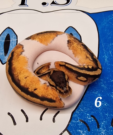 Pastel Pied Ball Python by PS Pythons