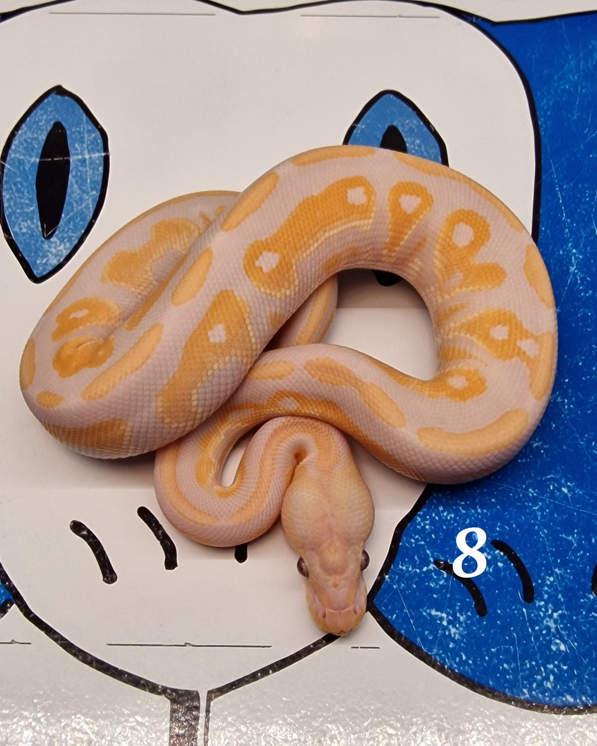 Cinnamon Pastel Lavender Albino Poss Het Pied Ball Python by PS Pythons ...