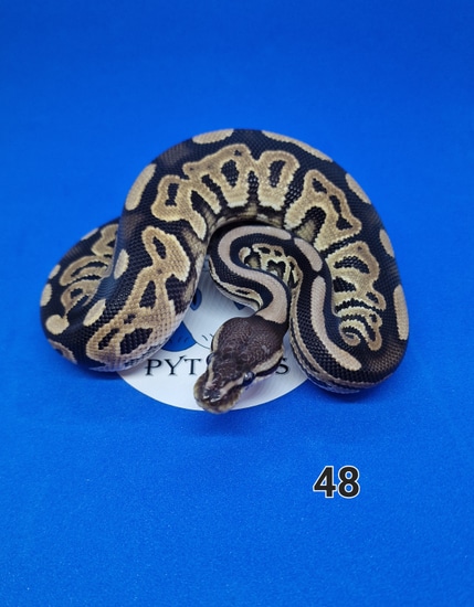 Black Pastel Pos Het Pied Ball Python by PS Pythons