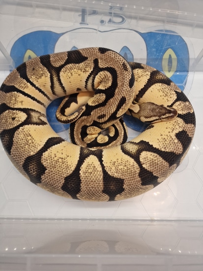 Pastel Orange Dream (Proven) Ball Python by PS Pythons