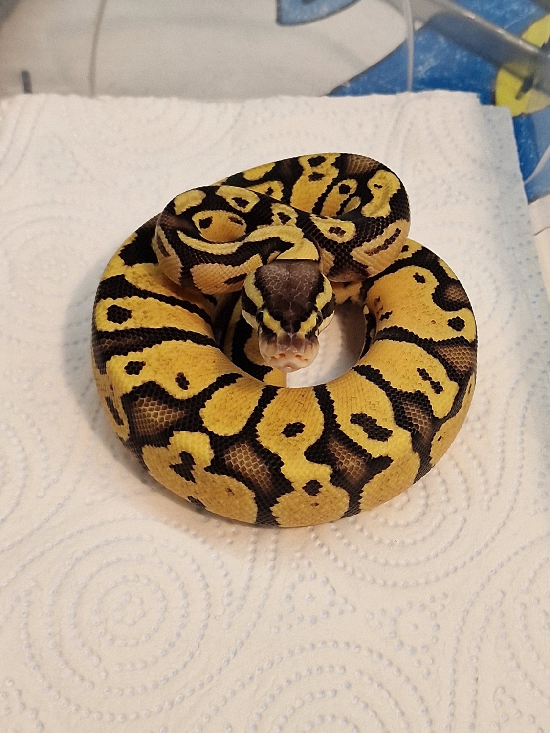 Pastel Blade 66% Het Clown Ball Python by PS Pythons - MorphMarket