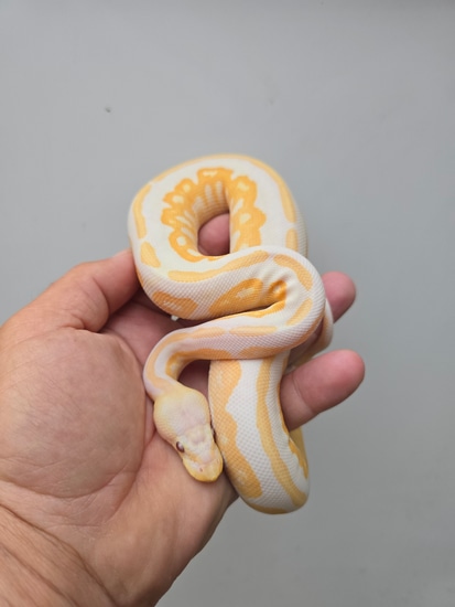 Cinnamon Fire Lavender Albino Ball Python by PS Pythons
