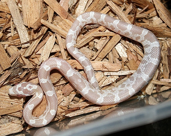 Snow Corn Snake by Big Country Serpents