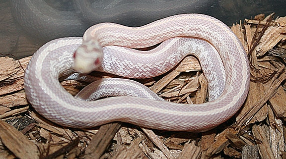 Snow Tessera Corn Snake by Lone Star Serpents - MorphMarket