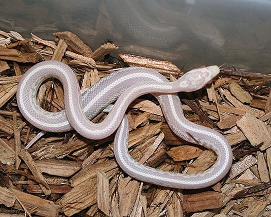 2022 Snow Tessera Corn Snake by Big Country Serpents