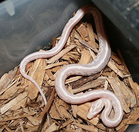 2022 Snow Tessera Corn Snake by Big Country Serpents - MorphMarket