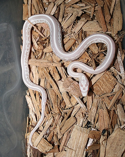 2 Snow Tessera Corn Snake by Big Country Serpents