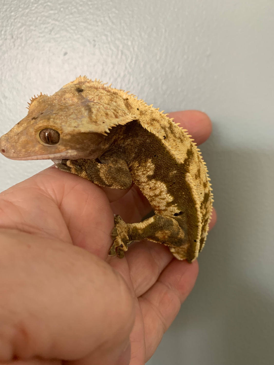 Crowned With Partial Translucent On Top Of Head Tricolor Pinstrip ...