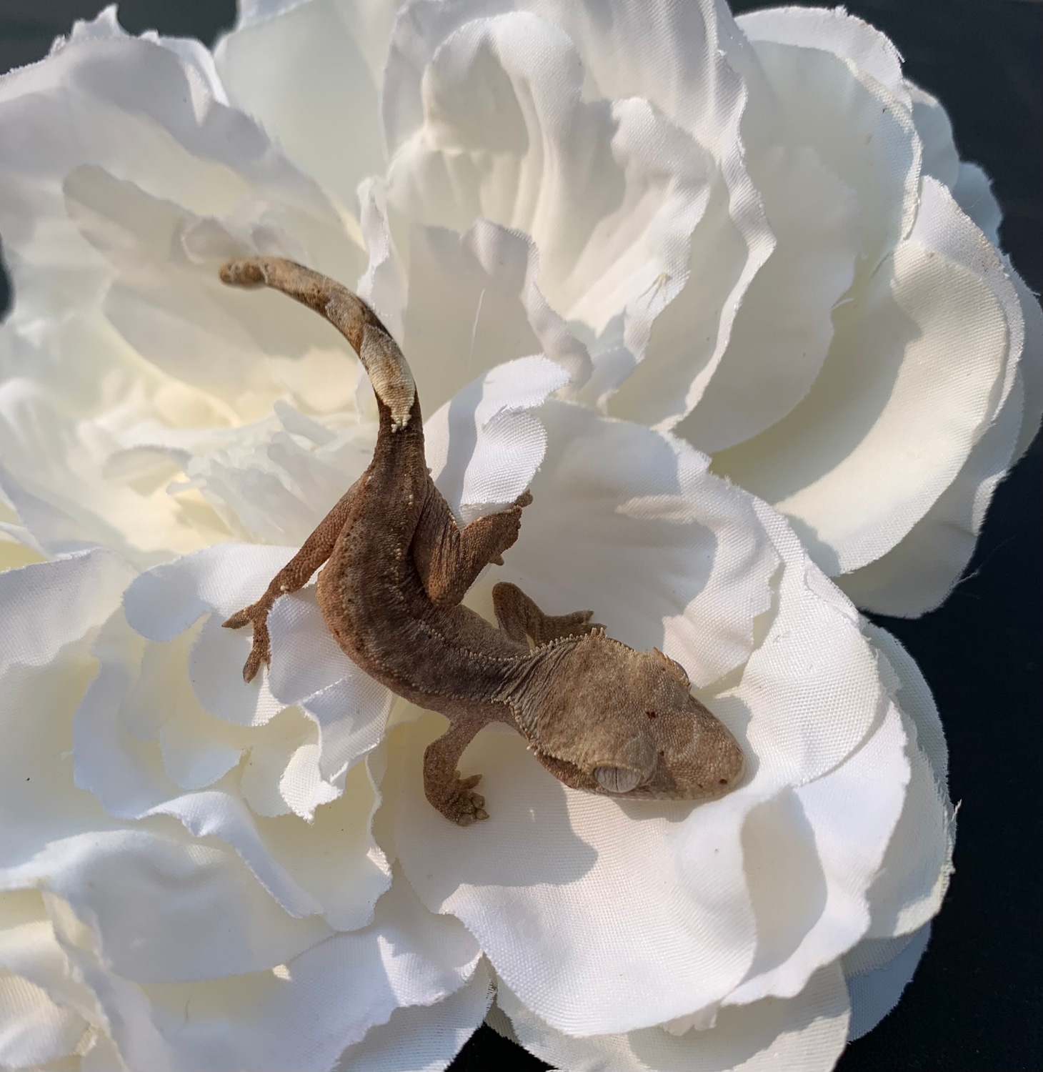 Flame Red Base Crested Gecko by SLR Geckos - MorphMarket