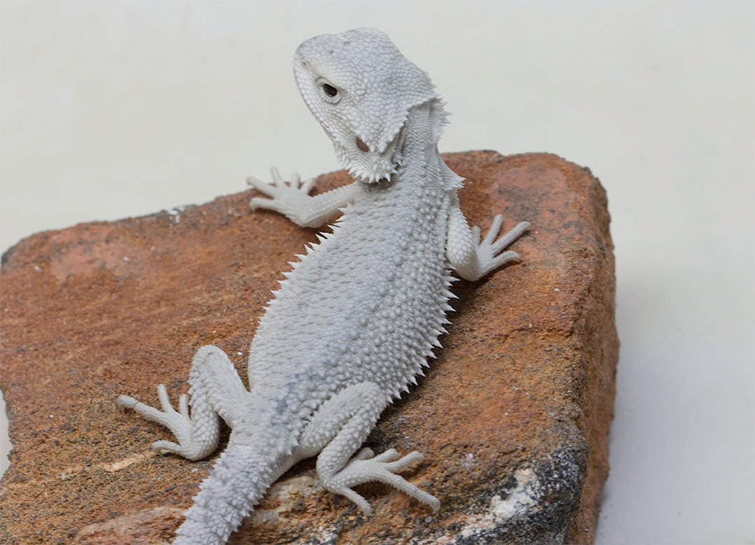 Hypo Zero 50% Het Trans- Beautiful Black Eyes Central Bearded Dragon by ...