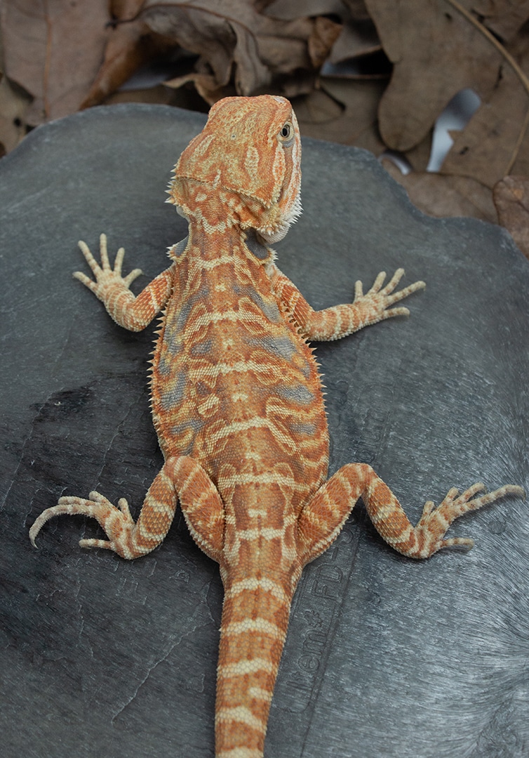 Orange Hypo Leatherback Tiger 66% Het Zero And Trans Central Bearded ...
