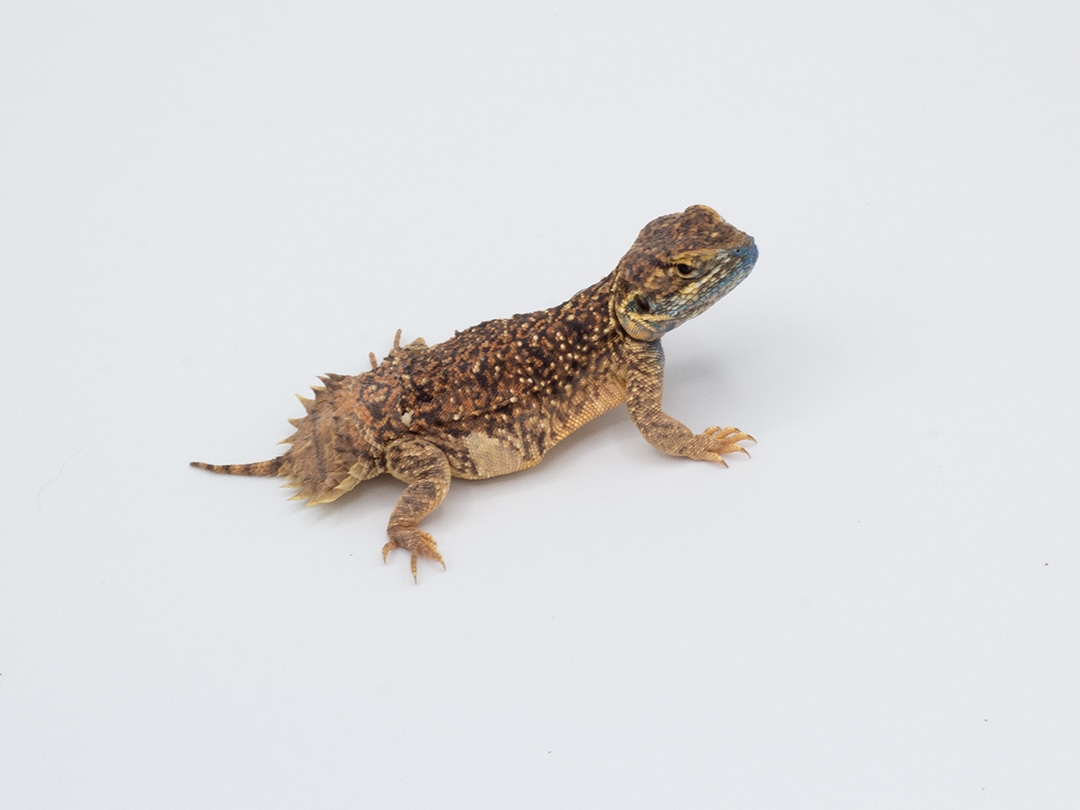 Shield Tail Agamas More Lizard by Crazy Eye Creations - MorphMarket