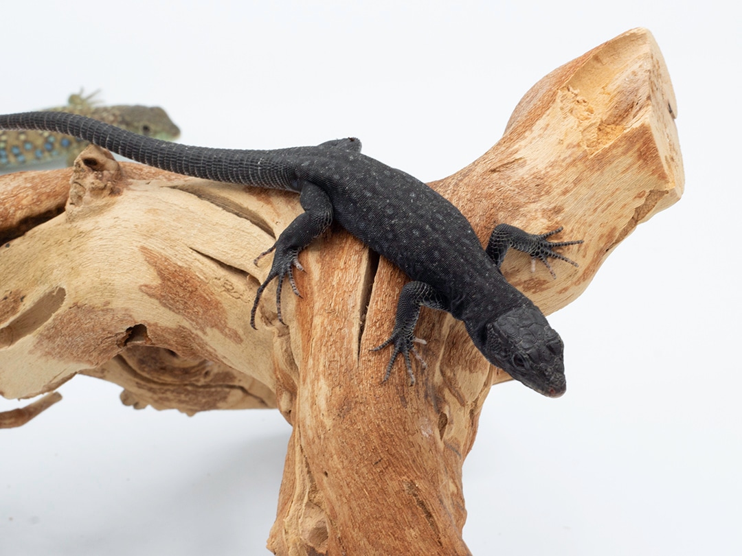 Melanistic Jeweled Lacerta More Lizard by Crazy Eye Creations - MorphMarket