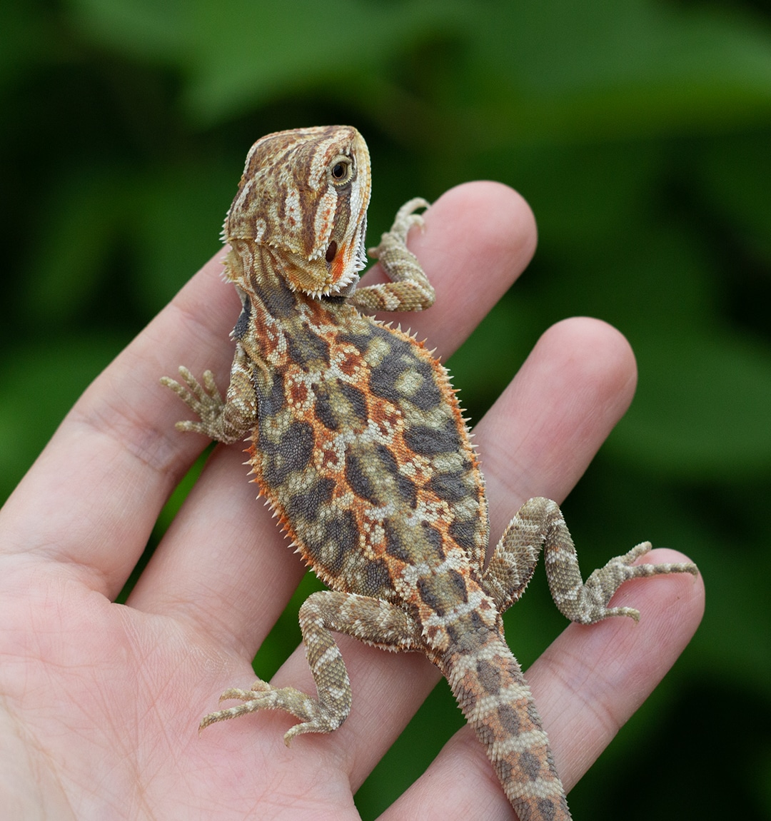 Hypo Tiger Leatherback Central Bearded Dragon by Crazy Eye Creations ...