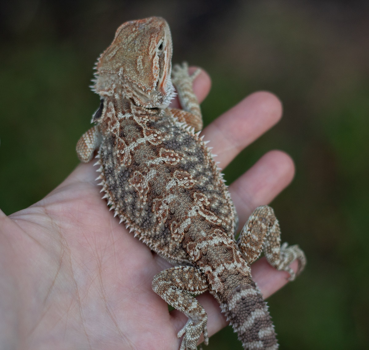 Normal Scale Het Hypo 66% Het Zero Central Bearded Dragon by Crazy Eye ...
