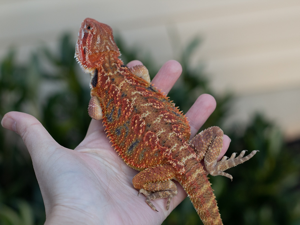 Tiger Het Hypo Central Bearded Dragon by Crazy Eye Creations - MorphMarket