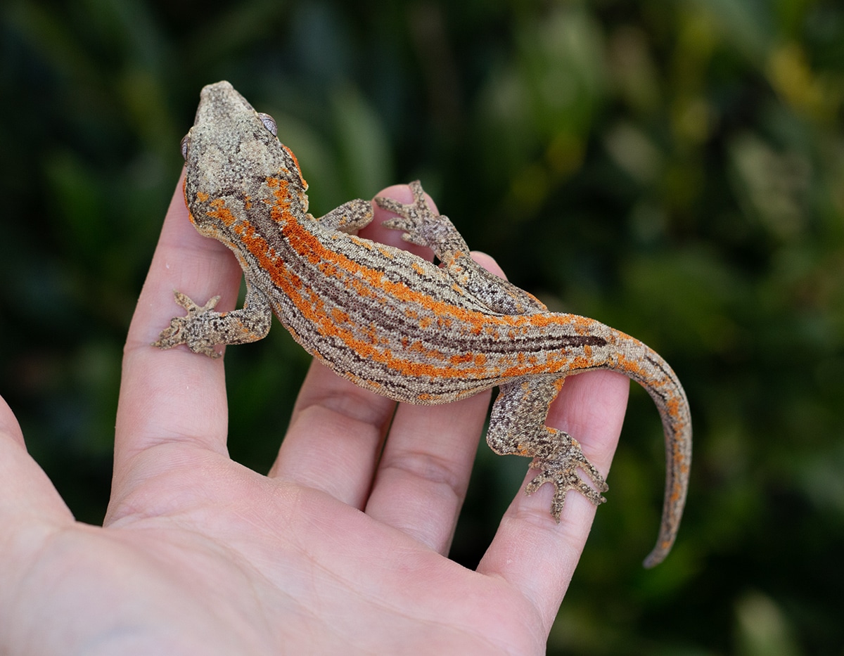 Orange Stripe Gargoyle Gecko by Crazy Eye Creations - MorphMarket