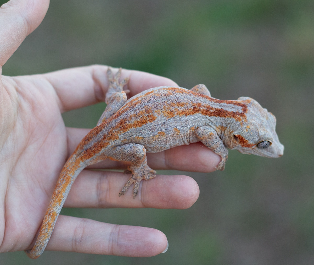Red Striped Gargoyle Gecko by Crazy Eye Creations - MorphMarket