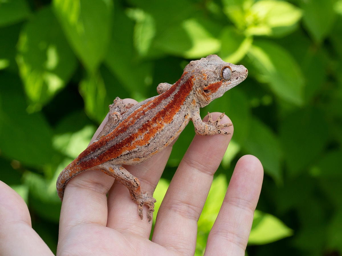 Red Stripe Gargoyle Gecko by Crazy Eye Creations - MorphMarket