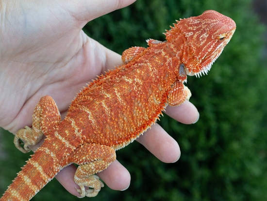 Hypo Red Citrus 66% Het Trans Central Bearded Dragon by Crazy Eye Creations